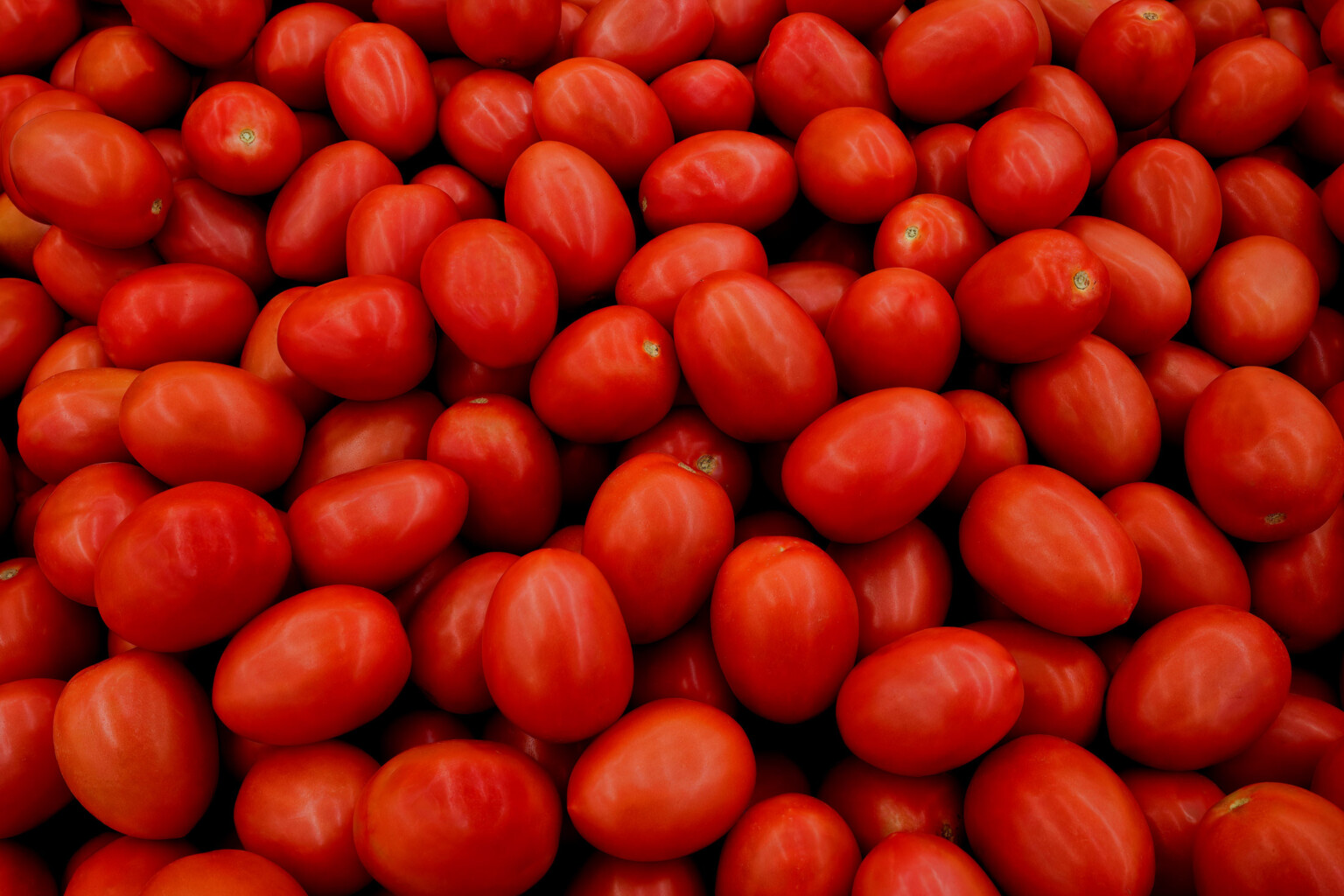 Tomato 101 – Stanislaus
