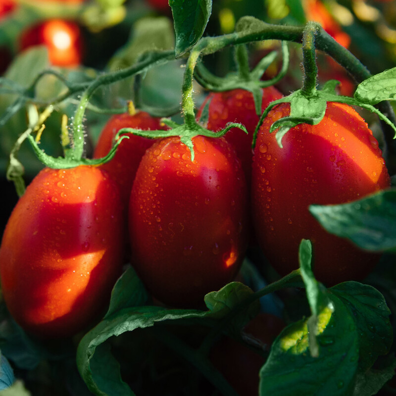 Tomato 101 – Stanislaus